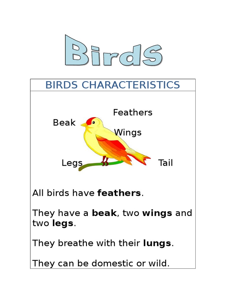 Birds Characteristics Fun Activities Games Reading Comprehension ...