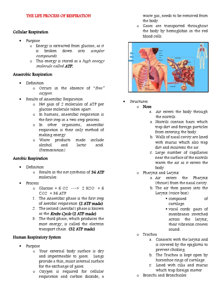 Human Bio S1Q1 | PDF | Digestion | Adenosine Triphosphate
