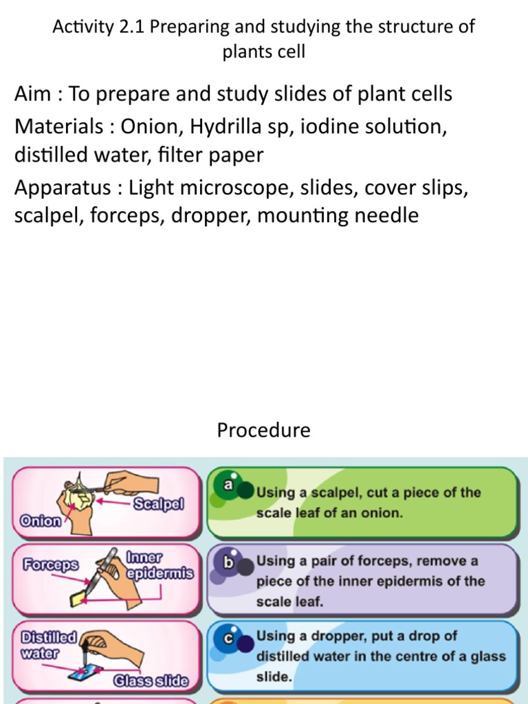 Experiment 2.1 Plants Cell (Slides) | PDF | Home & Garden