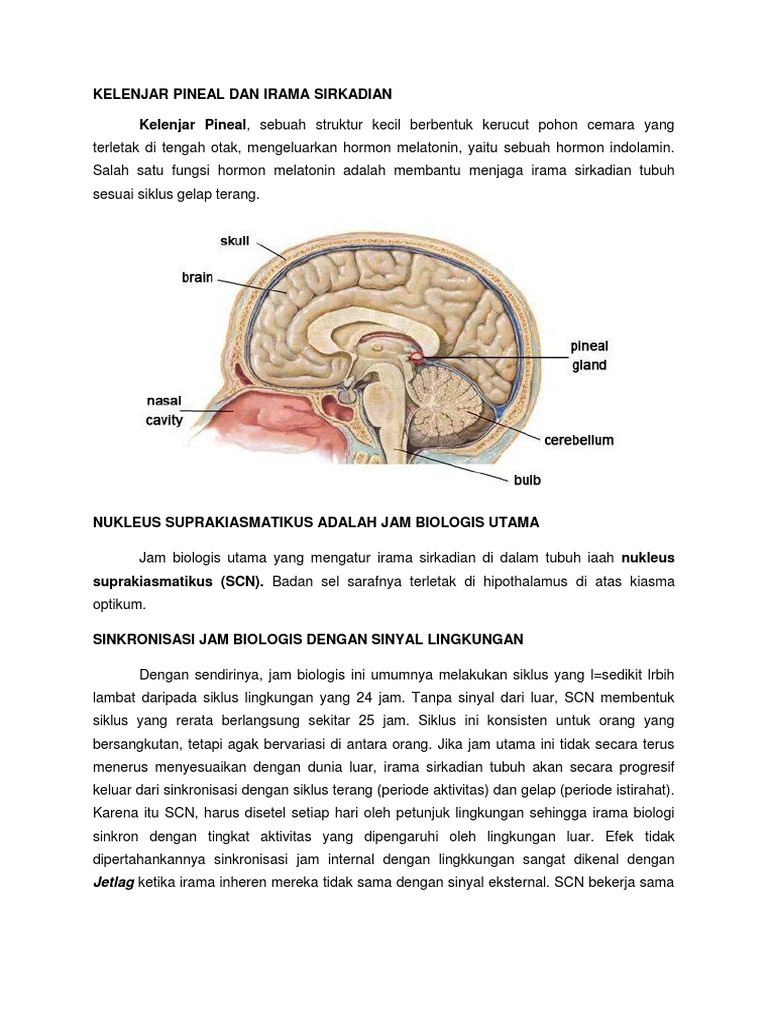 Fungsi Kelenjar Pineal dan Melatonin | PDF