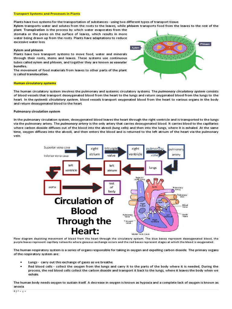 Biology Notes 2 | PDF | Lung | Circulatory System