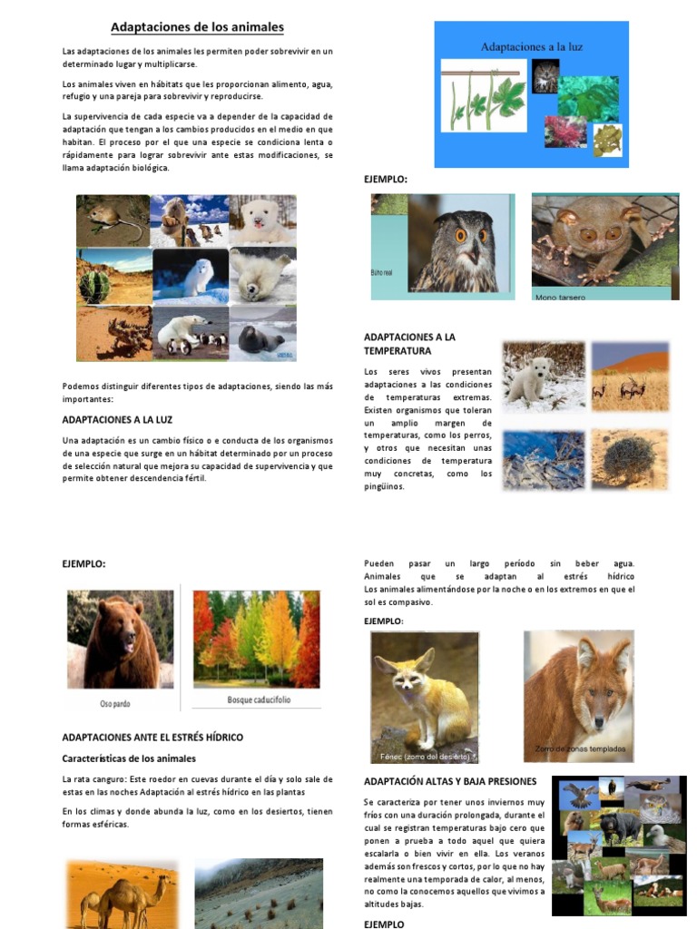 Adaptaciones de los Animales para Niños | PDF | Adaptación | Pescado