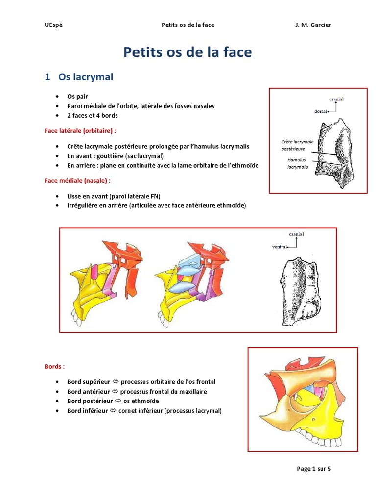 Petits Os de La Face | PDF | Système squelettique | Anatomie animale