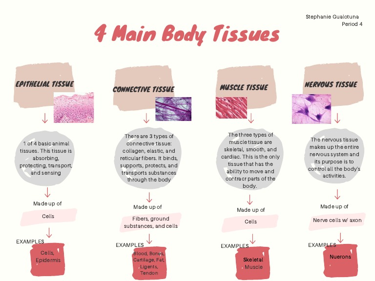 4 Main Body Tissues | PDF