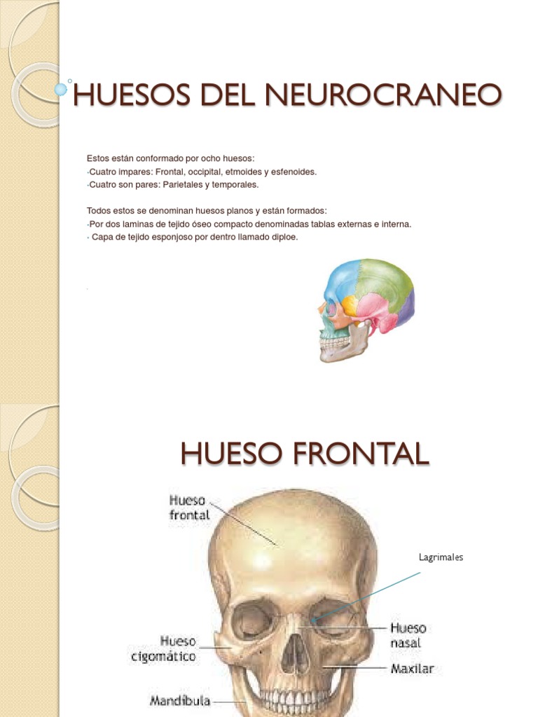 Huesos Del Neurocraneo | PDF
