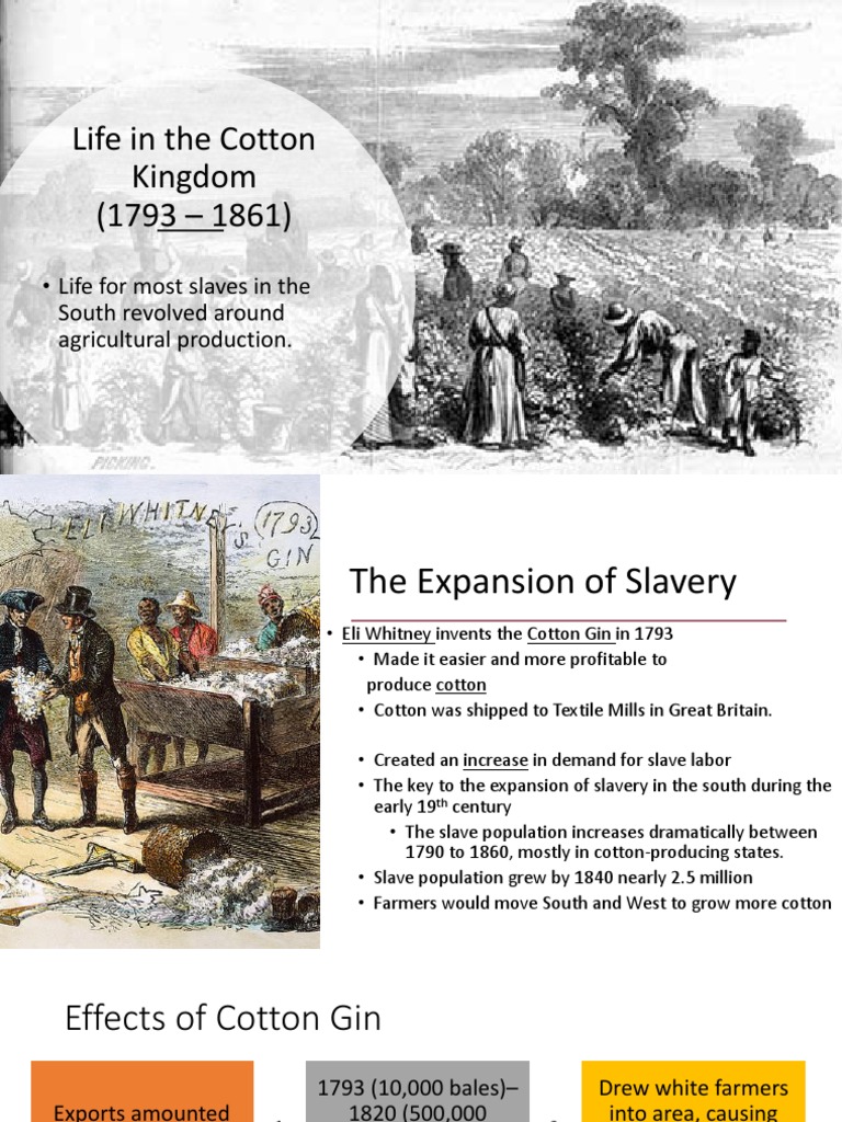 Life in The King Cotton | PDF | Cotton | Slavery