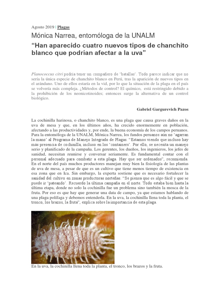 Chanchito Blanco | PDF | Vitis | Plaga (organismo)