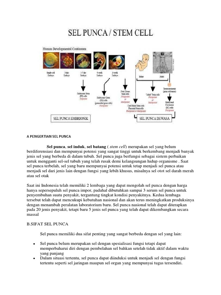 A Pengertian Sel Punca | PDF