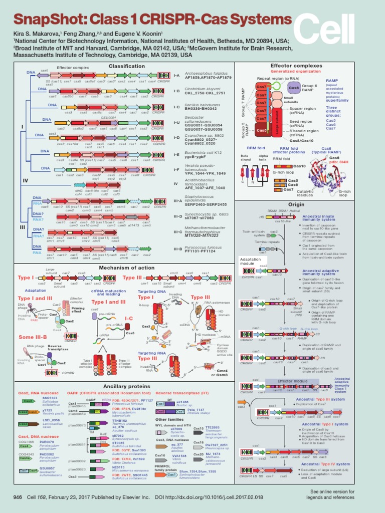 Class 1 CRISPR-Cas | PDF | Crispr | Macromolecules