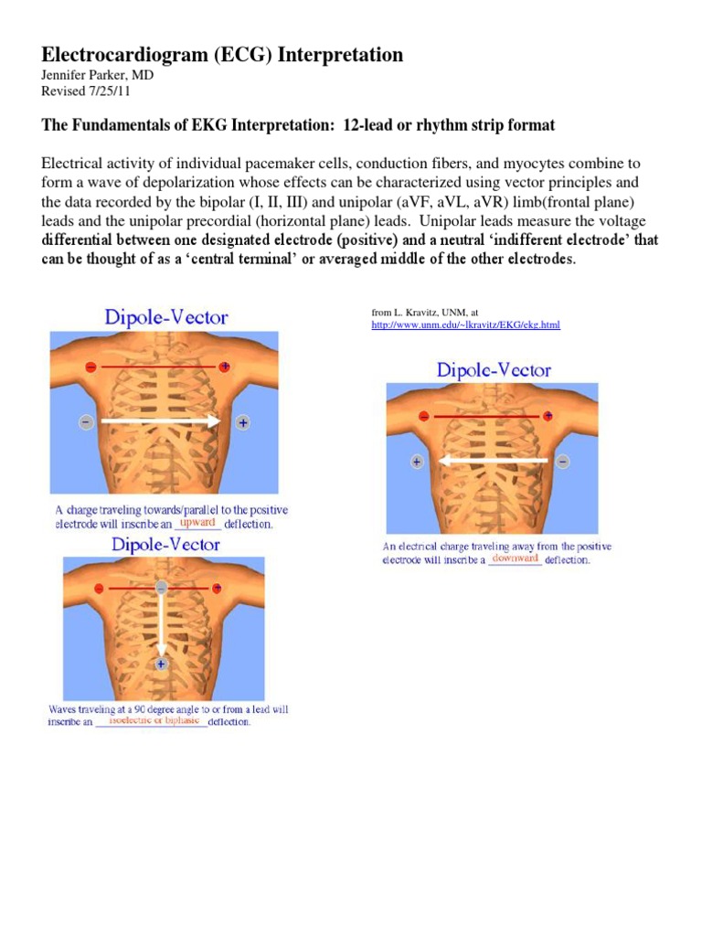 EKG | PDF | Electrocardiography | Circulatory System