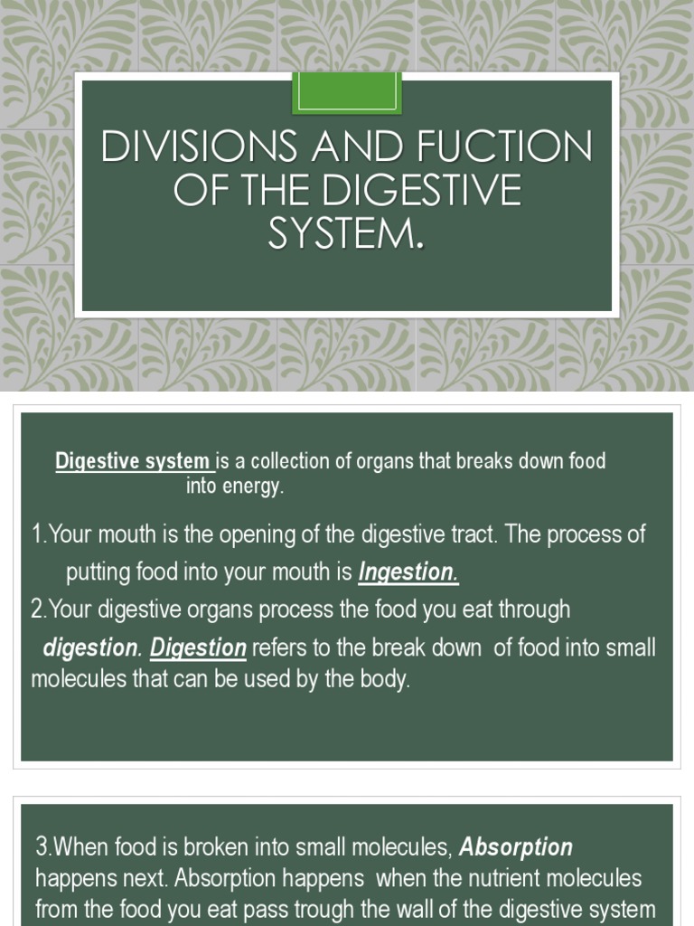 Divisions and Fuction of The Digestive System | PDF