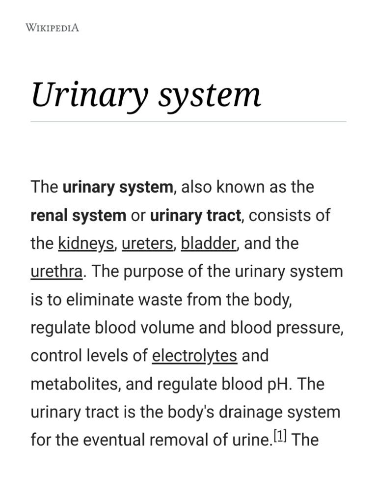 Urinary System - Wikipedia | PDF | Urinary System | Kidney