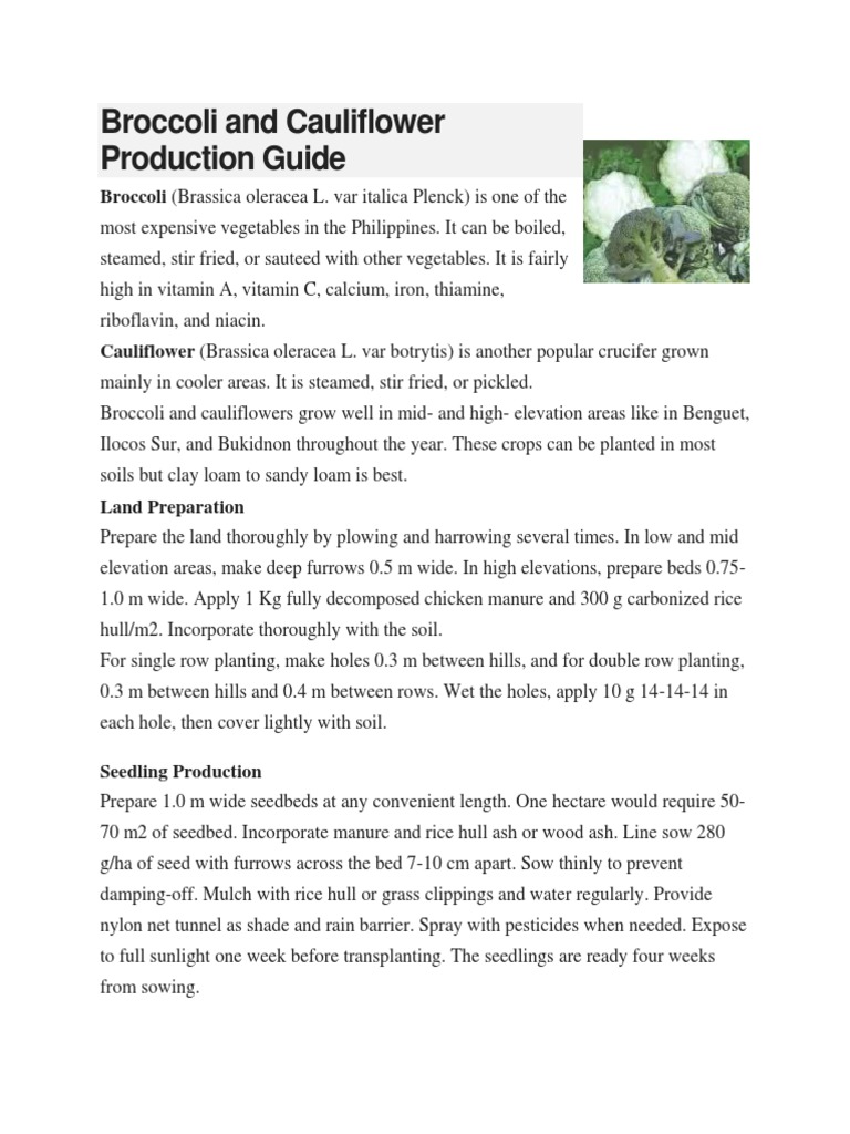 Broccoli and Cauliflower Production Guide | PDF | Broccoli | Mulch