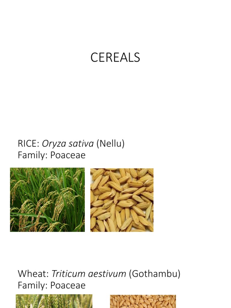 Cereal and Millet Varieties List | PDF | Cooking, Food & Wine | Science ...