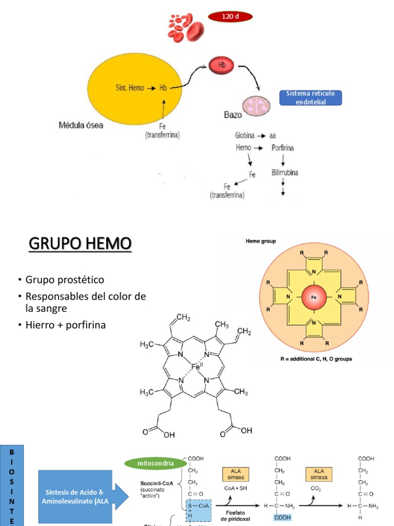 Grupo Hemo Exposicion | PDF