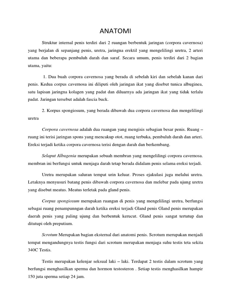 Anatomi Peniss Fixhubbvv | PDF