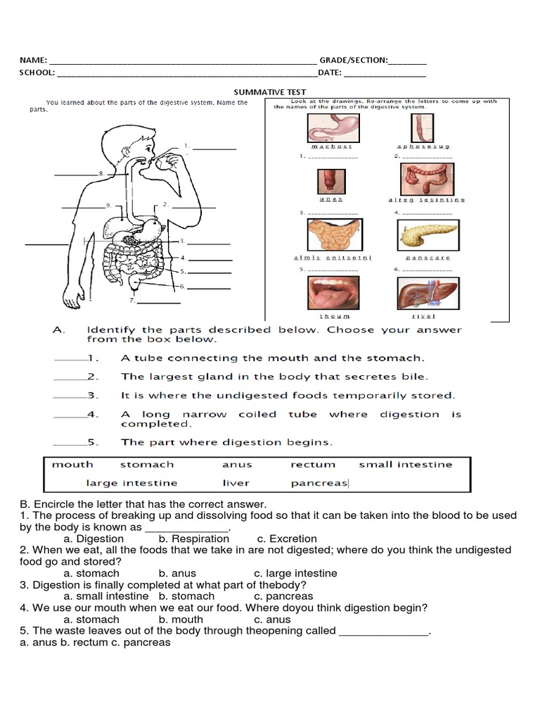 ST - Science Digestive System | PDF | Digestion | Gastrointestinal Tract