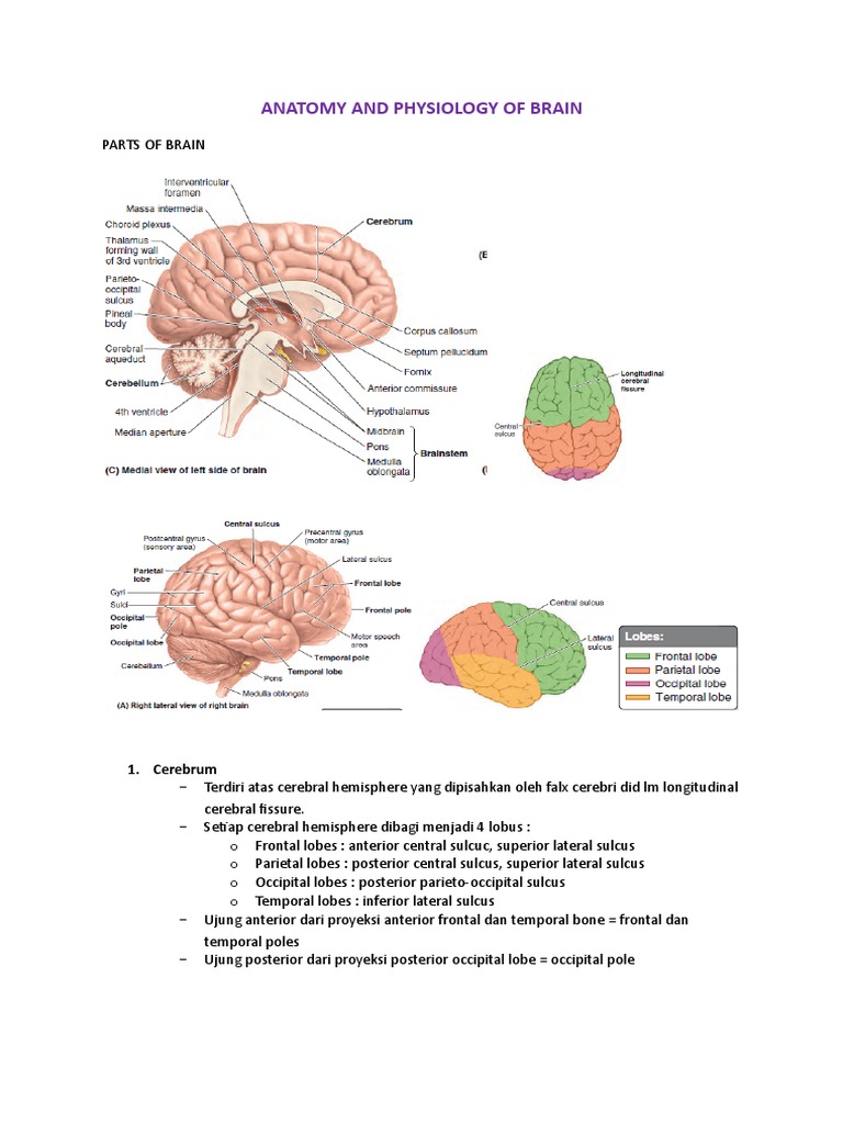 Anatomy and Physiology of Brain | PDF