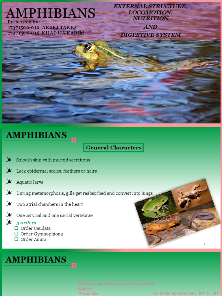Amphibian Form and Function: An Overview of External Structure ...