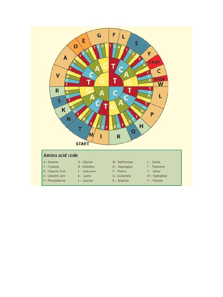 Codigo Genetico Ejercicios | PDF | Codigo genetico | Traducción (biología)