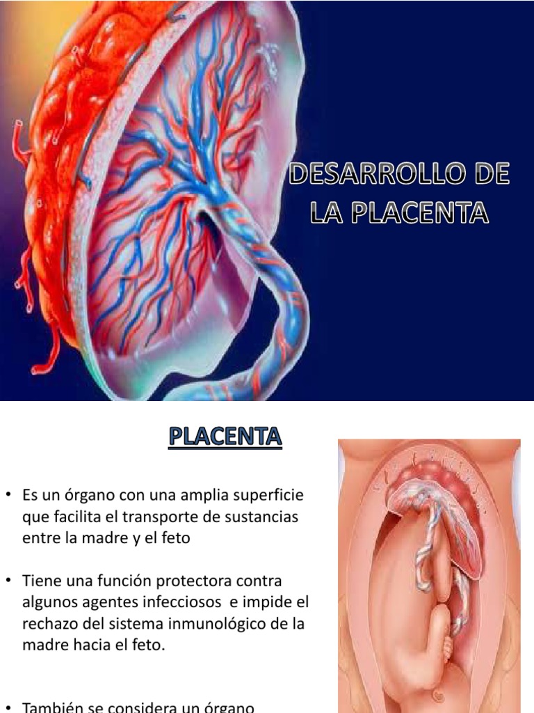 Desarrollo De La Placenta Obstetricia Pdf Placenta Biología Del Desarrollo