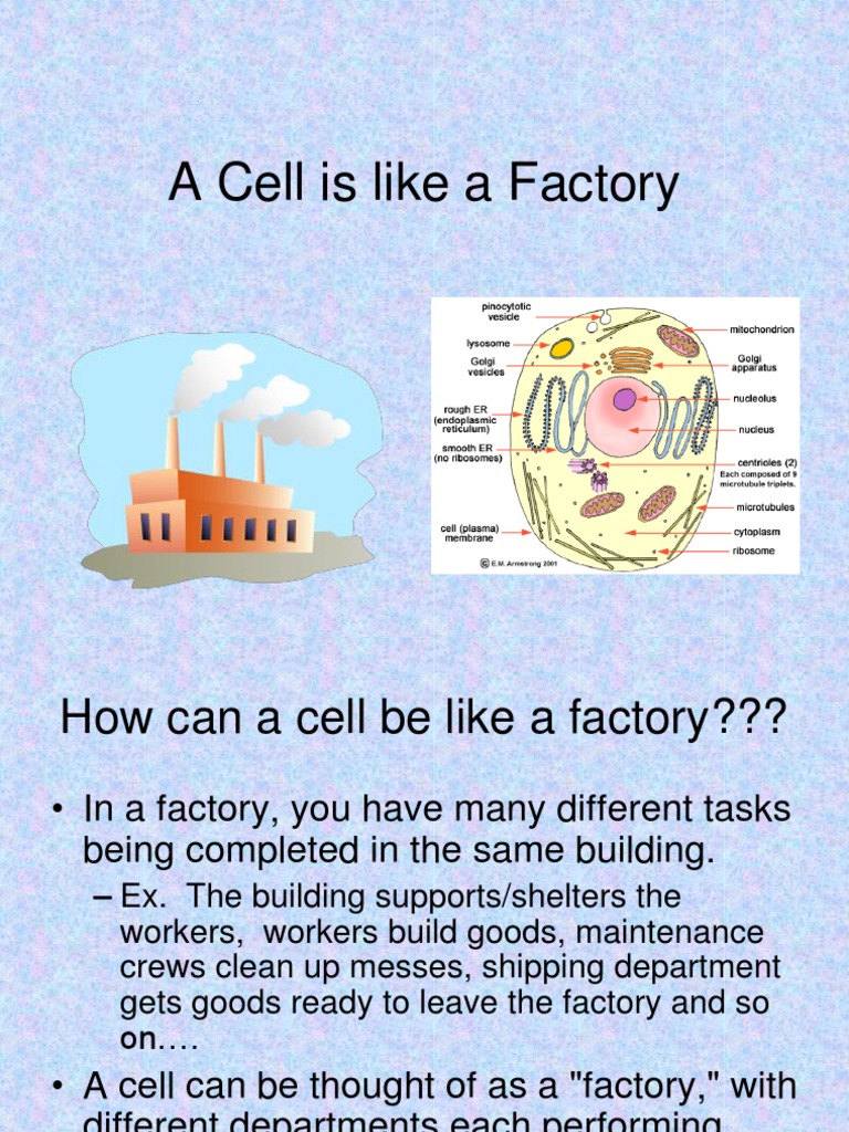 Cell as a Factory: Organelles Explained | PDF | Cell (Biology) | Anatomy