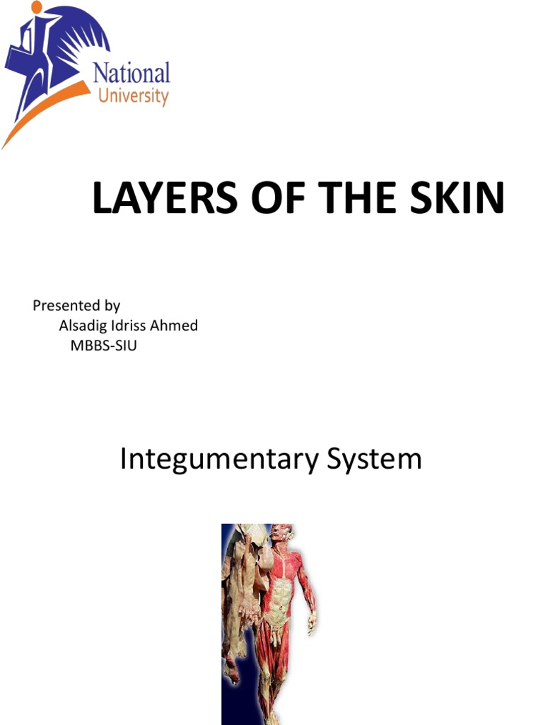 Layers of The Skin | PDF | Skin | Epidermis
