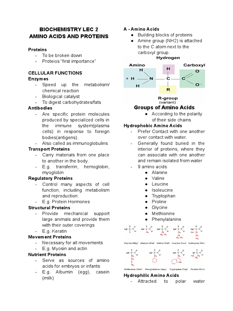 Biochem Lec Proteins and Enzymes | PDF | Proteins | Amino Acid