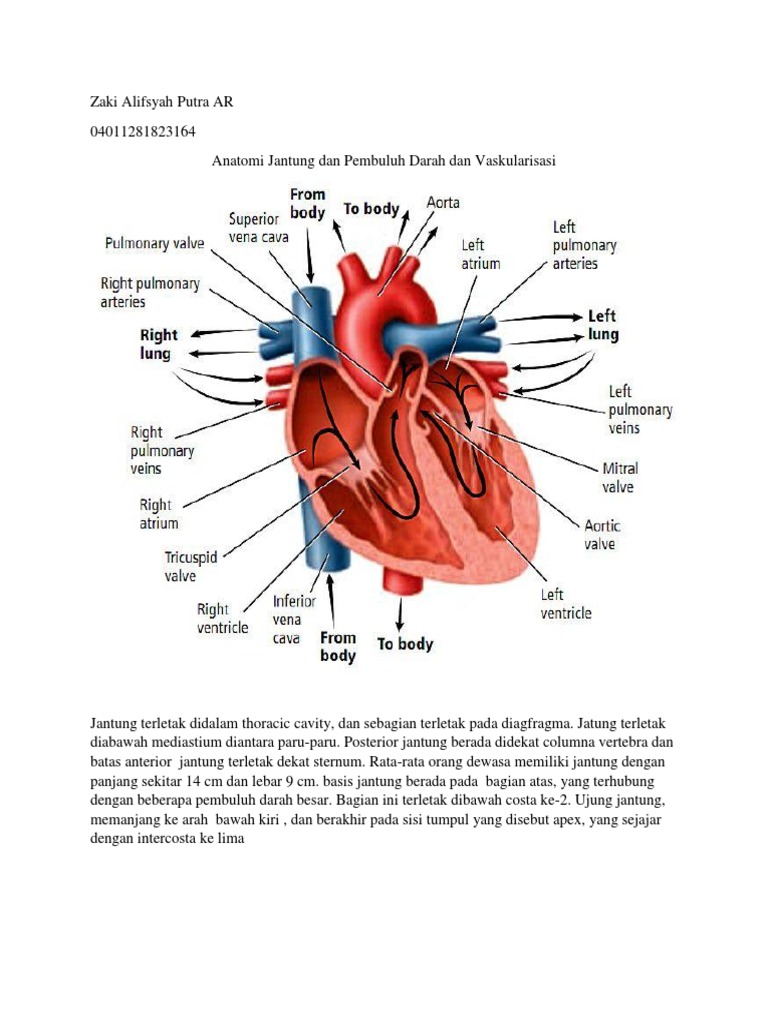 Anatomi Jantung Dan Vaskularisasi | PDF