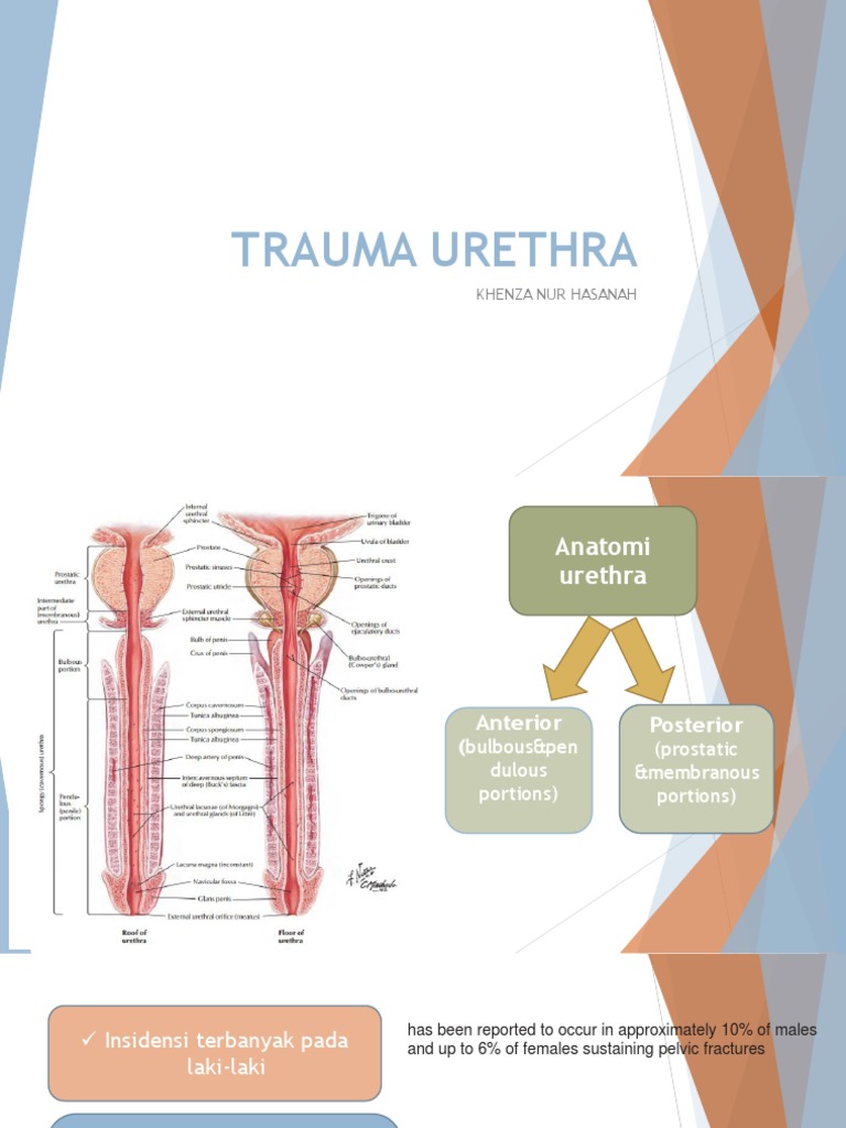 Trauma Uretra | PDF | Urology | Genitourinary System