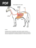 Anatomía del sistema digestivo equino | PDF | Estómago | Digestión