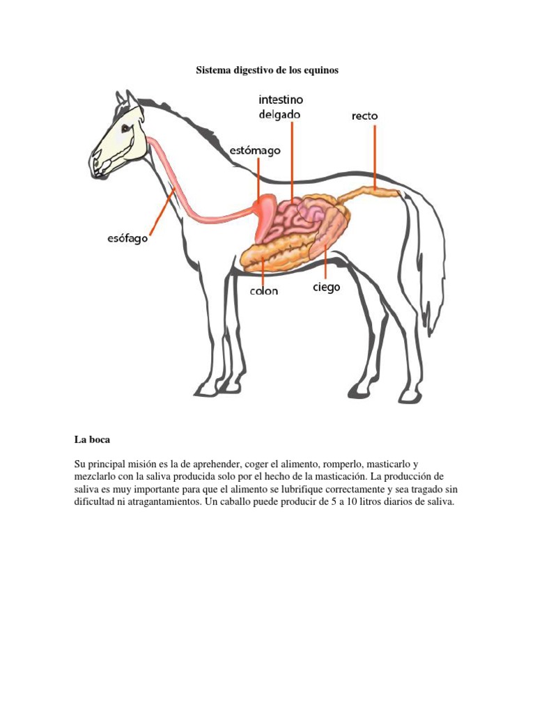 Sistema Digestivo de Los Equinos-Aporte | PDF | Intestino grueso ...