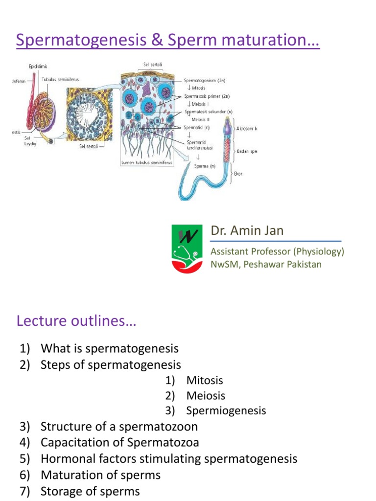 Spermatogenesis & Sperm Maturation : Dr. Amin Jan | PDF | Reproductive ...