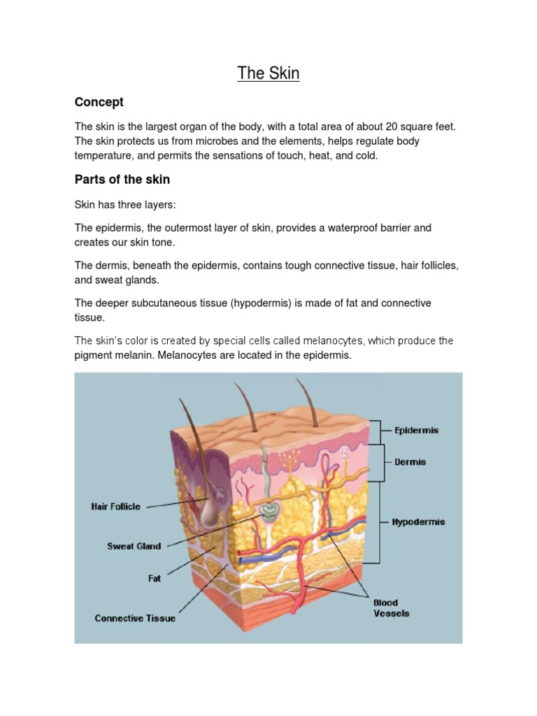 The Skin | PDF | Skin | Epidermis
