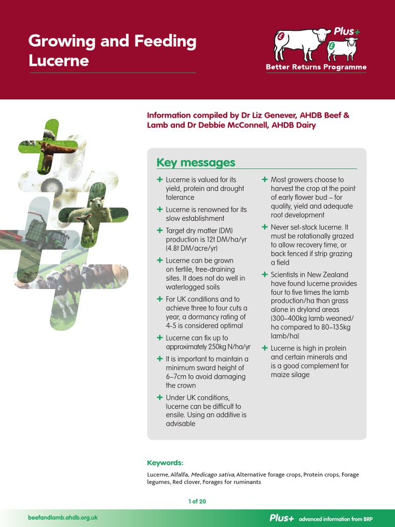 Growing and Feeding Lucerne: Key Messages | PDF | Alfalfa | Sowing