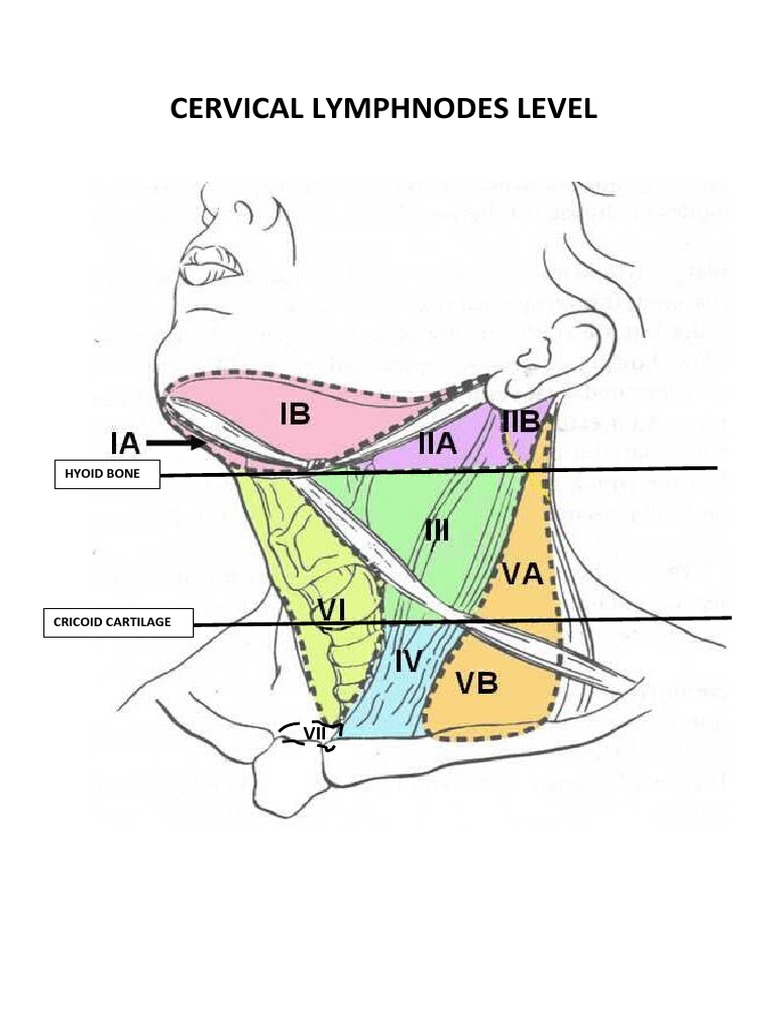 Cervical Lymphnode Levels | PDF