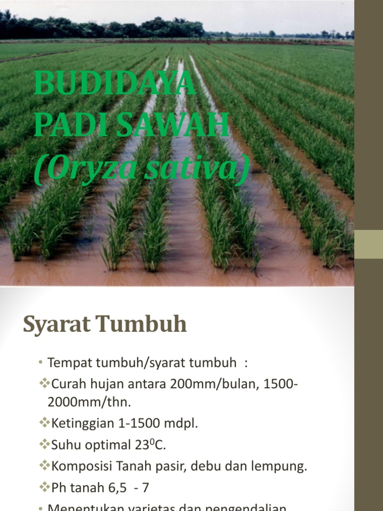 Budidaya Padi | PDF