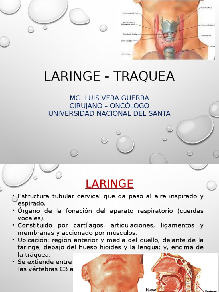 Laringe Traquea 1 | PDF | Laringe | Tiroides