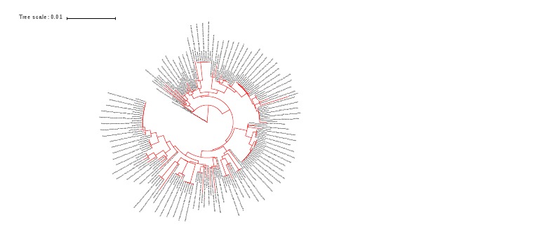 Acti 02 Phylo Tree | PDF | 16 S Ribosomal Rna | Nucleotides