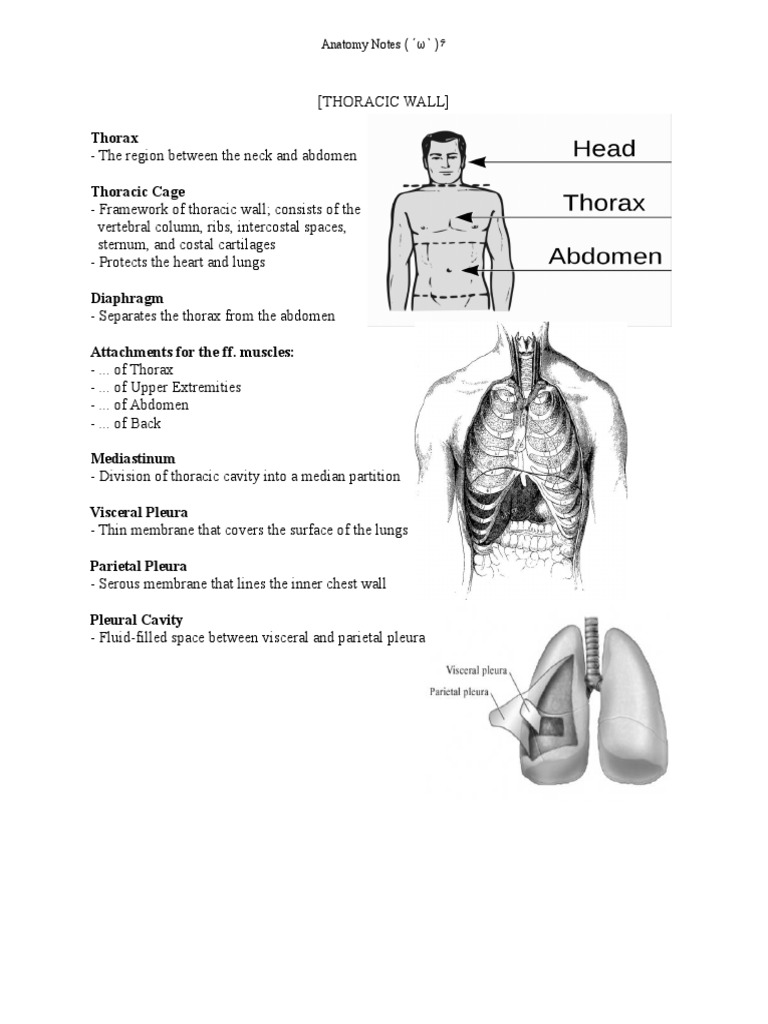 Thorax: Anatomy Notes | PDF | Vertebra | Thorax