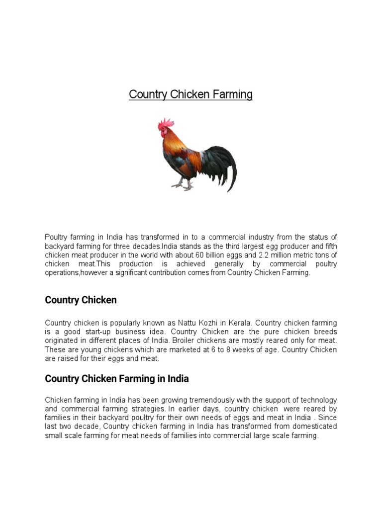 Country Chicken Farming | PDF | Chicken | Poultry