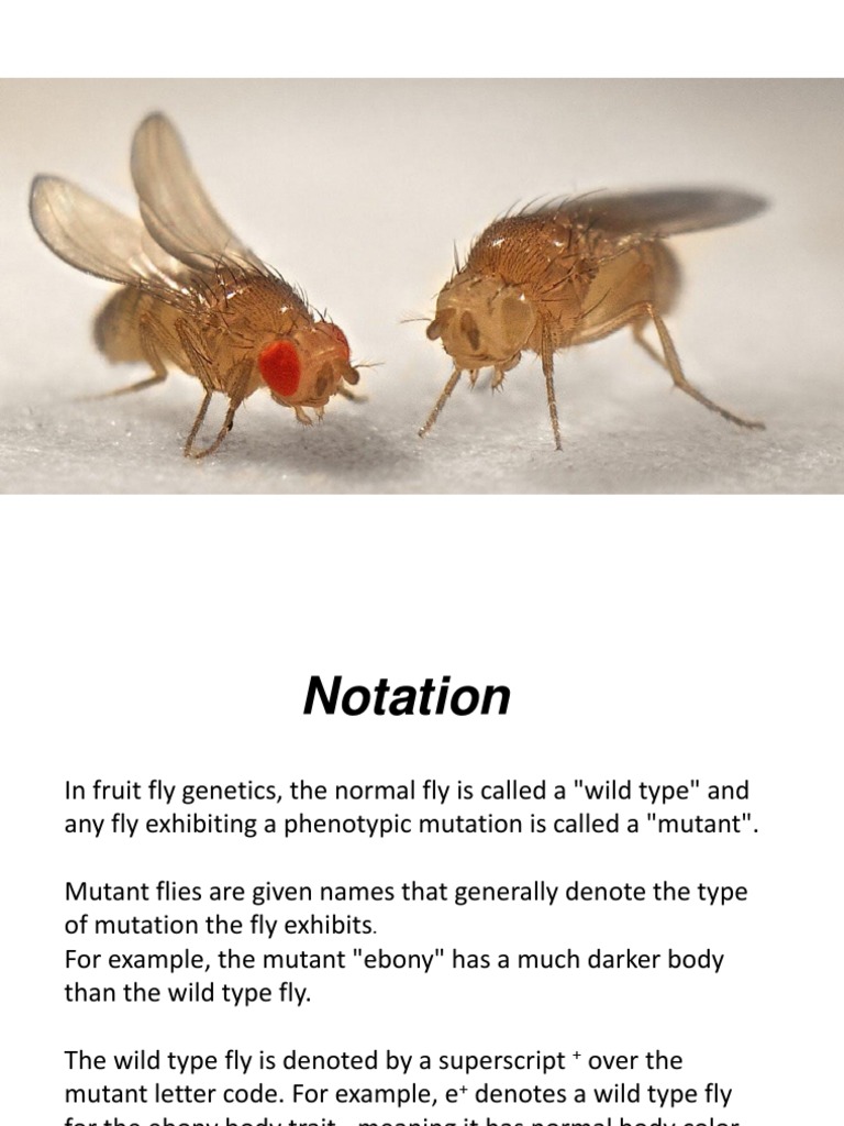 Drosophila Mutants | PDF | Wild Type | Dominance (Genetics)