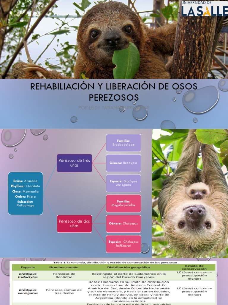 Oso Perezoso | PDF | Jaguar | Centroamérica