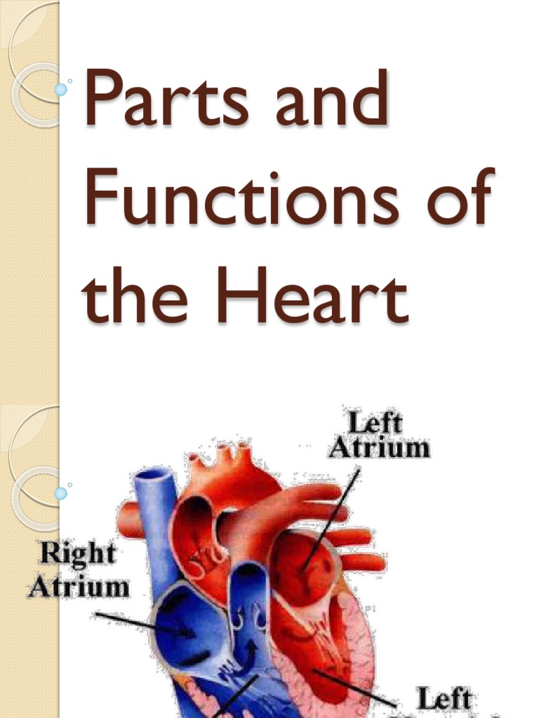 Heart Anatomy and Common Diseases | PDF
