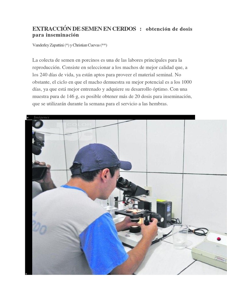 Extracción de Semen en Cerdos | PDF | Semen | Cerdo doméstico