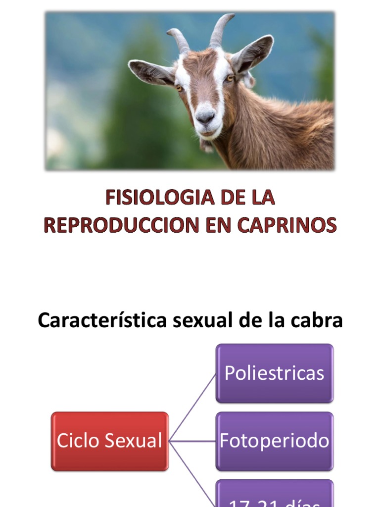 Fisiologia de La Reproduccion en Caprinos | PDF