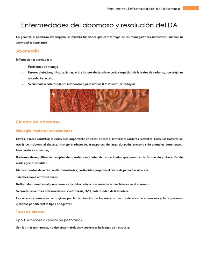 Enfermedades Del Abomaso Pdf Anemia Rumiante