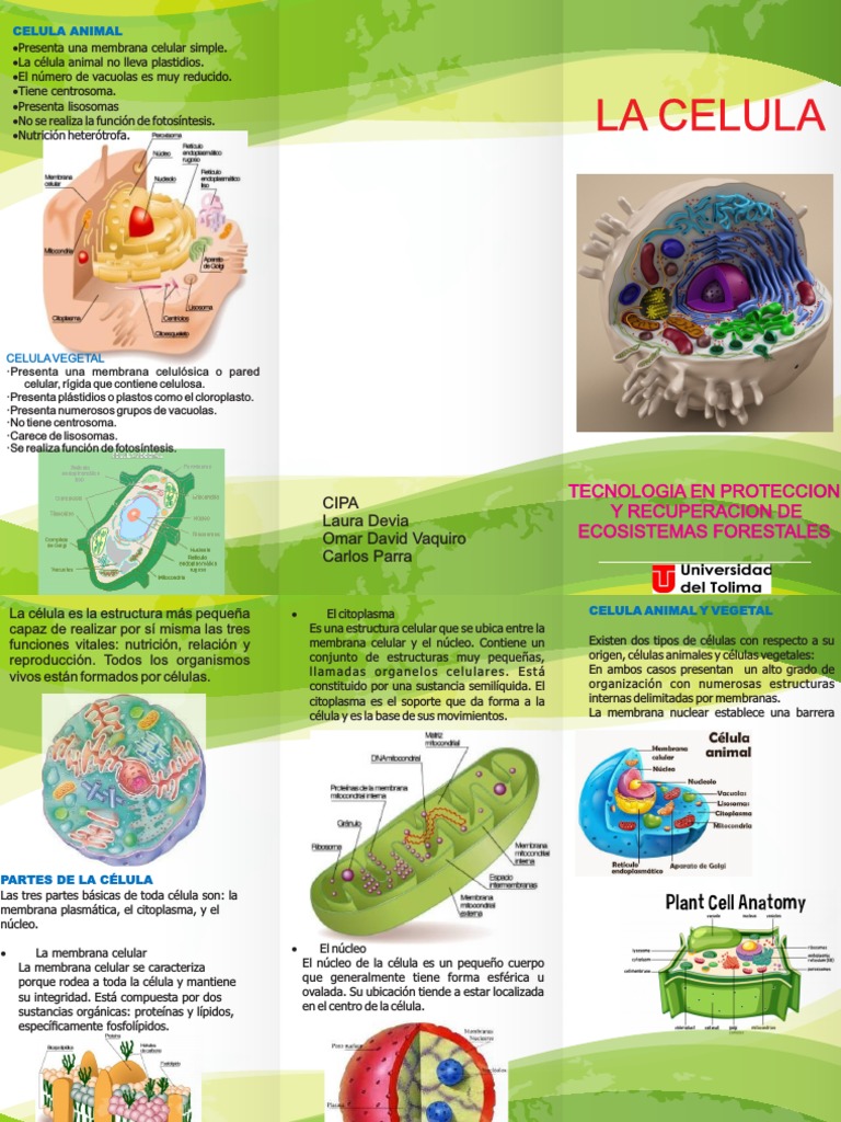Folleto Celula Final | PDF | Citoplasma | Biología Celular)