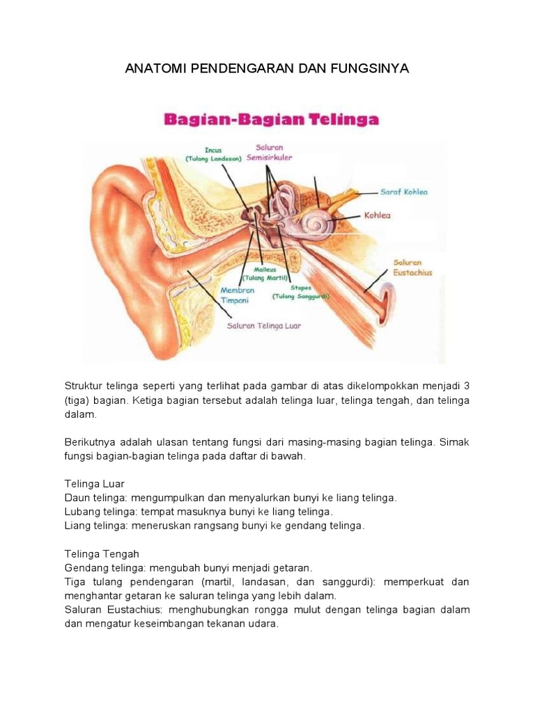 Anatomi Pendengaran Dan Fungsinya Kedua | PDF