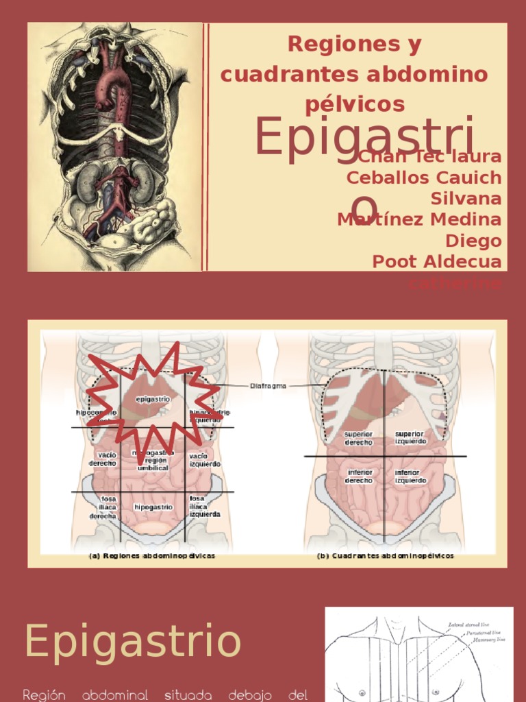 Epigastrio | PDF | Abdomen | Aorta